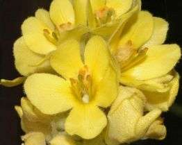 Toorts - Verbascum Thapsus | ECOlonie