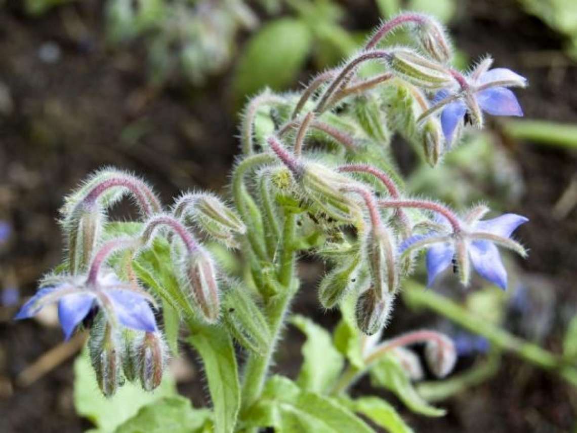 Bernagie - Borago officinalis | ECOlonie