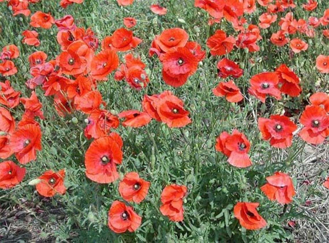 Grote klaproos - Papaver Rhoeas | ECOlonie
