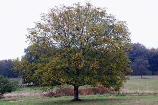 Walnoot - Juglans regia | ECOlonie