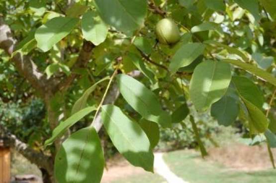 Walnoot - Juglans regia | ECOlonie